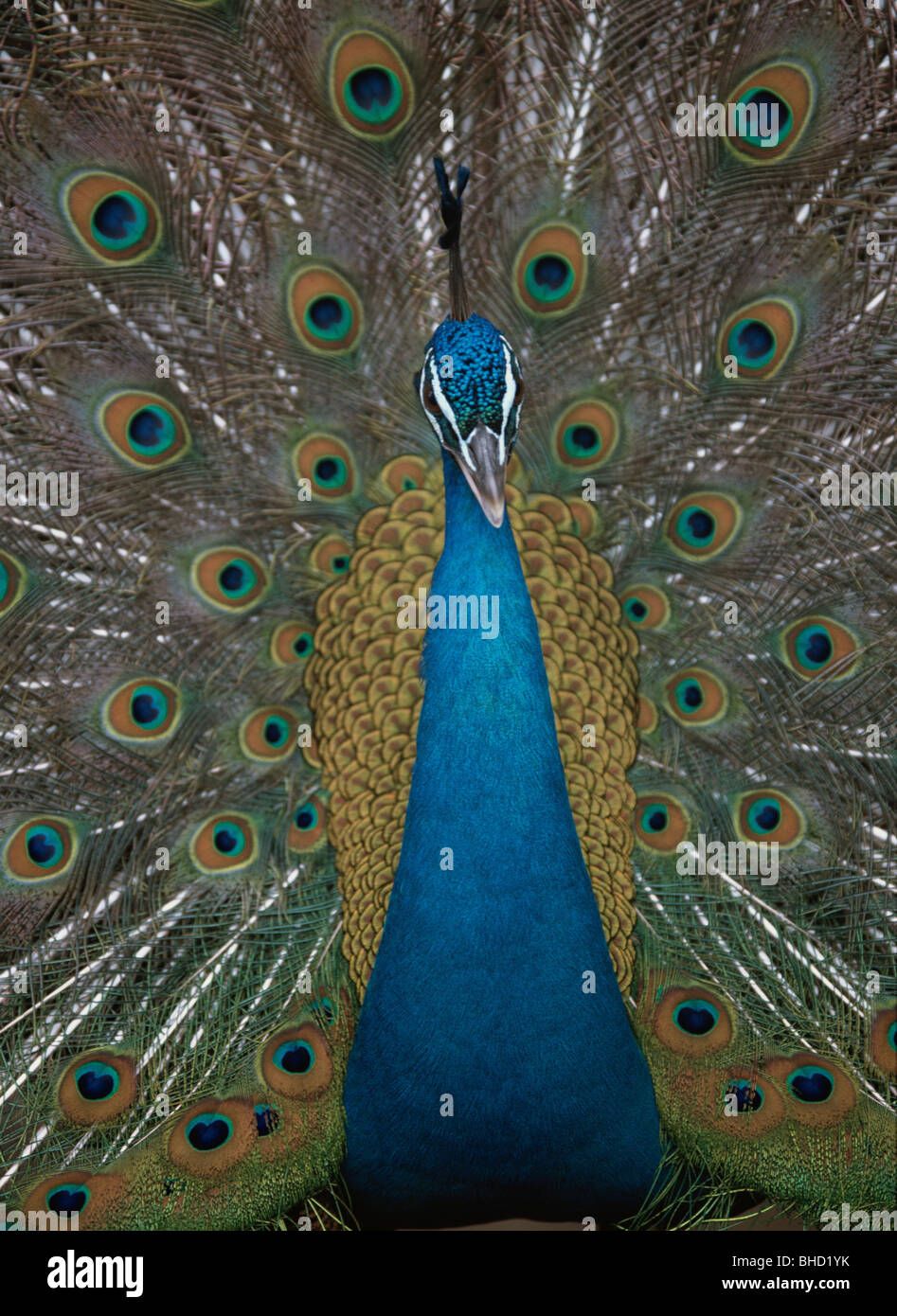 Peacock vertical hi-res stock photography and images - Alamy