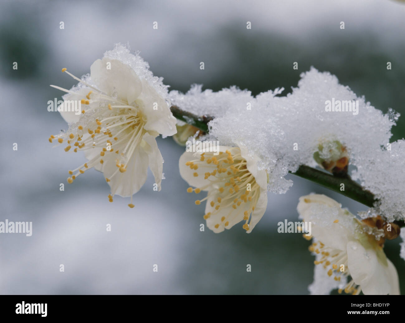 Plum blossoms and snow hi-res stock photography and images - Alamy