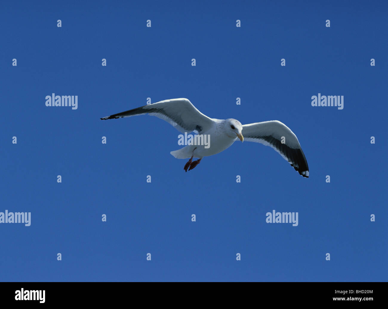 Seagull flying in blue sky, Hokkaido, Japan Stock Photo - Alamy