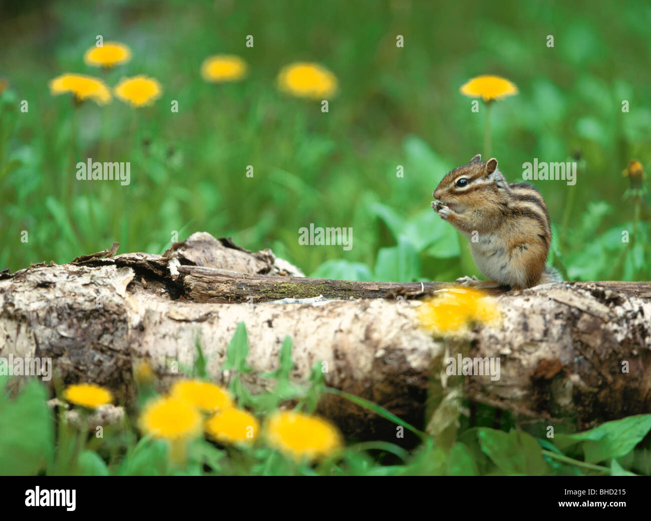 Siberian chipmunk on log, Hokkaido, Japan Stock Photo - Alamy