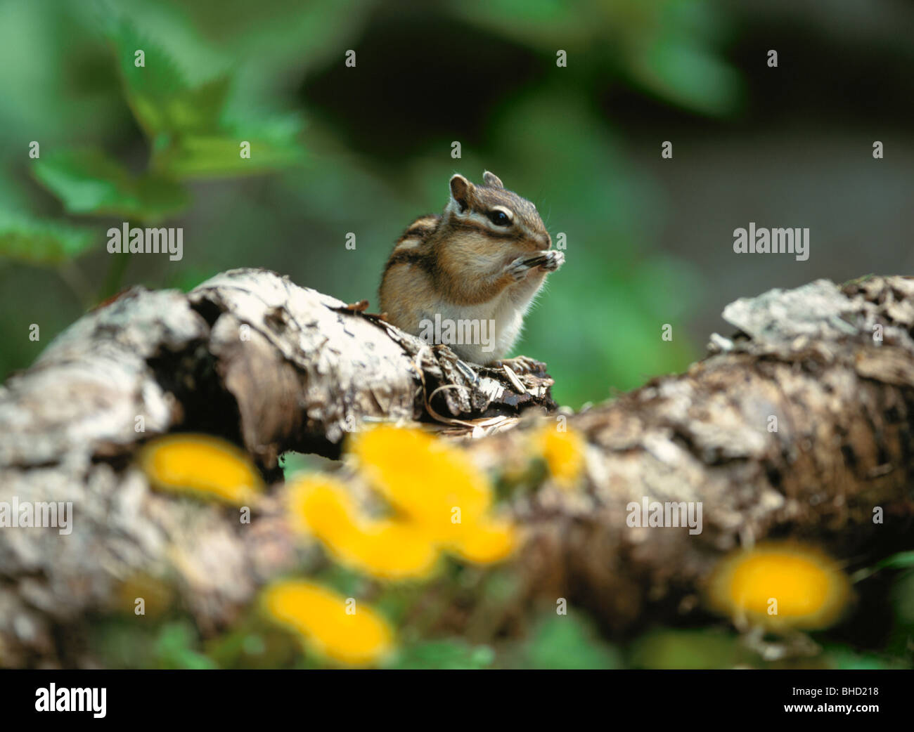 Siberian chipmunk on log, Hokkaido, Japan Stock Photo - Alamy