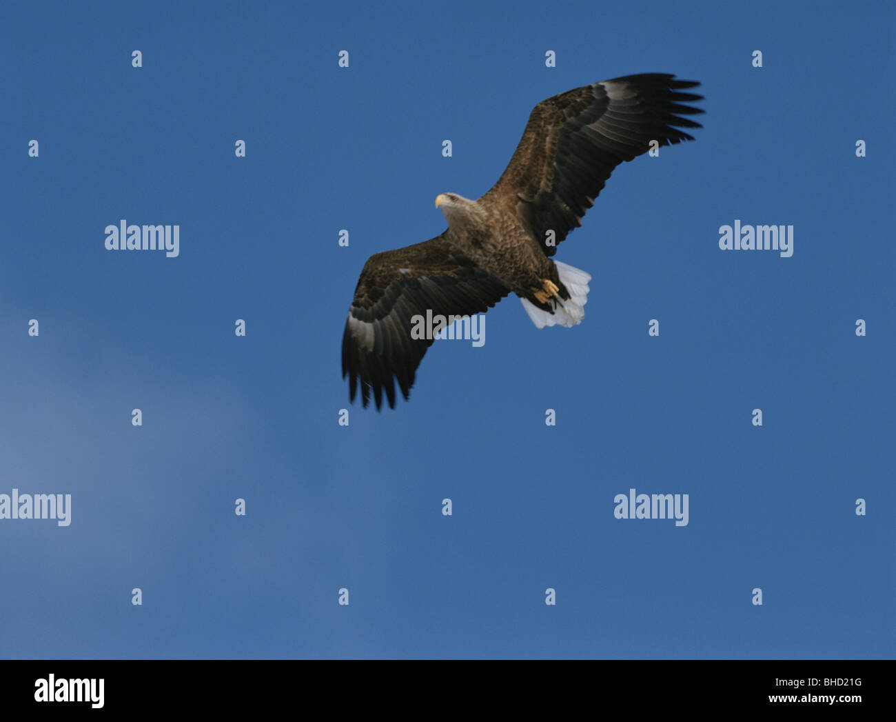 White-tailed sea eagle flying in blue sky Stock Photo - Alamy
