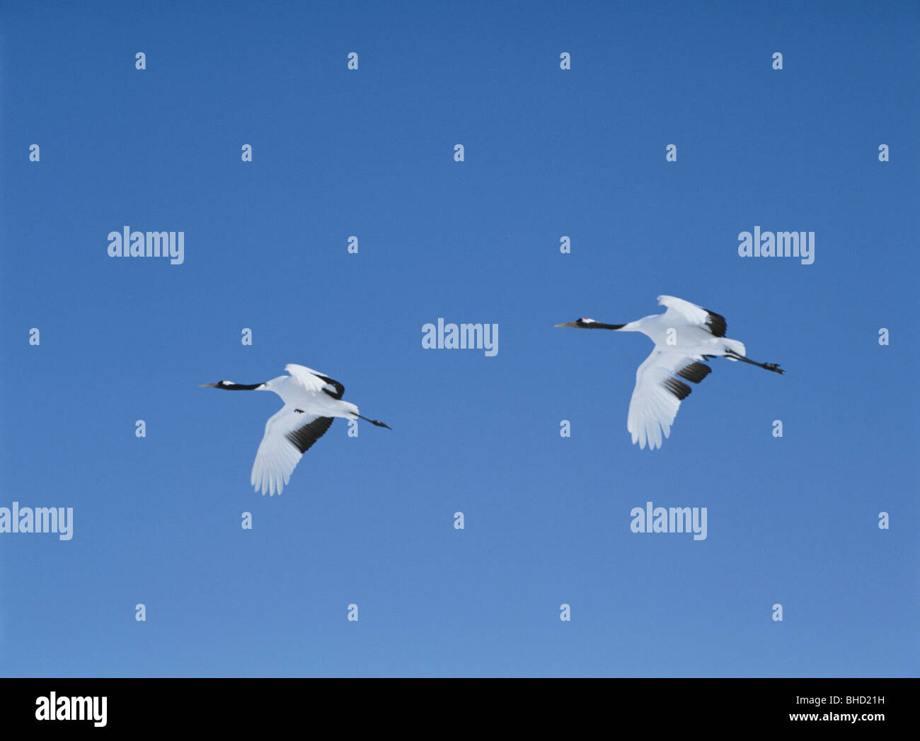 Japanese cranes flying in blue sky Stock Photo - Alamy