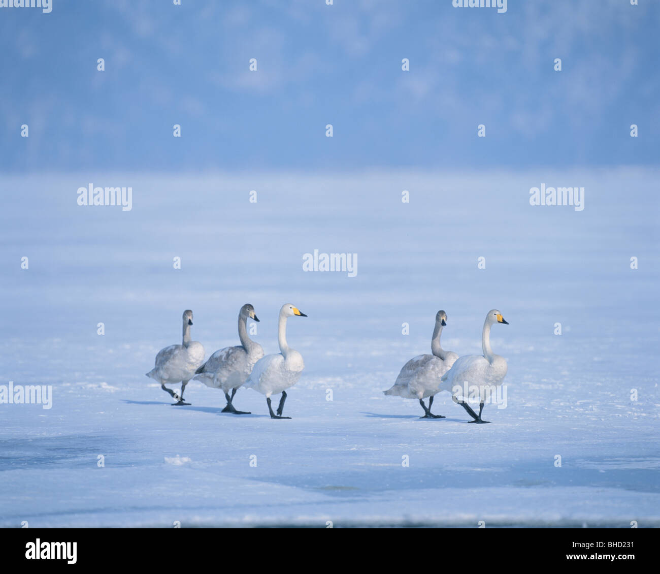Walking swans hi-res stock photography and images - Alamy