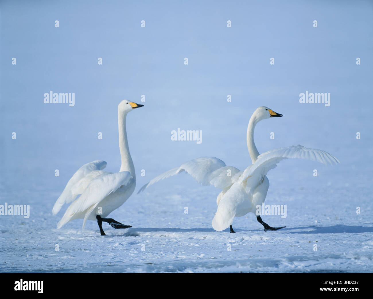 Walking swans hi-res stock photography and images - Alamy