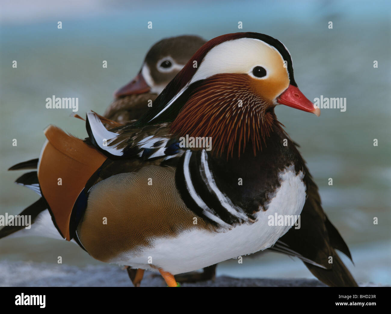 Foreground male mandarin duck hi-res stock photography and images - Alamy