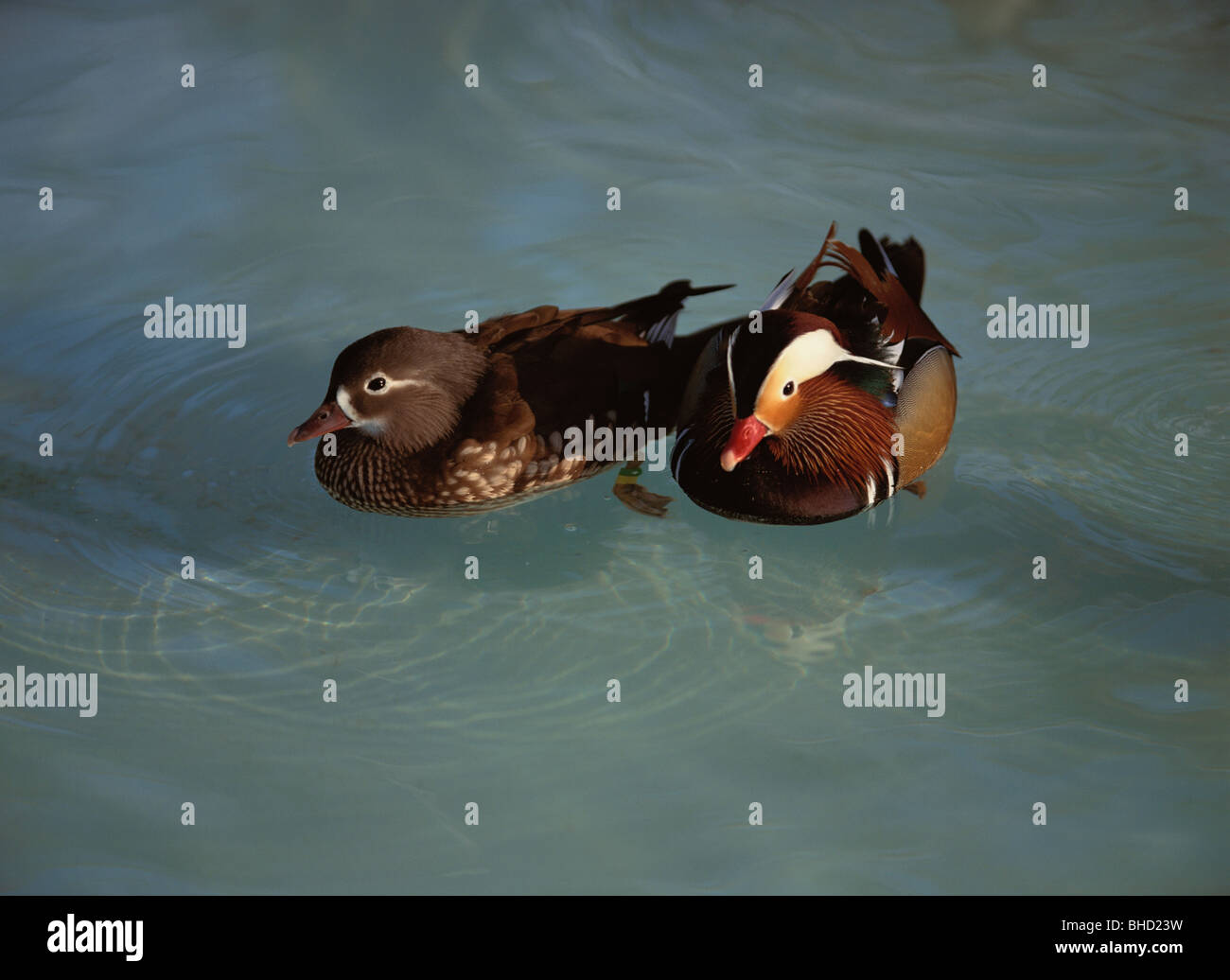 Mandarin duck pair, Hokkaido, Japan Stock Photo - Alamy