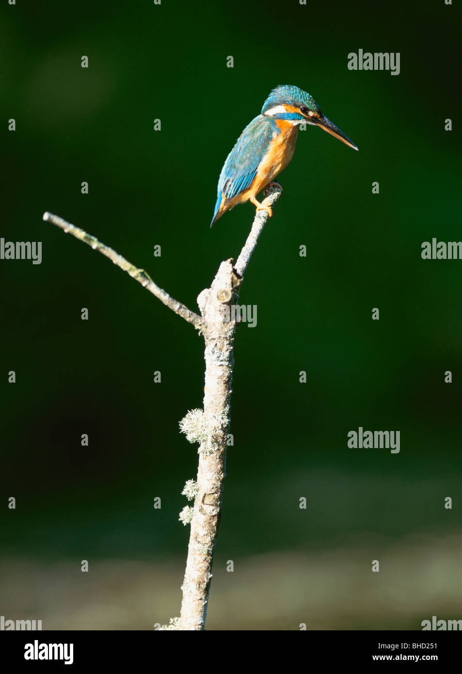 Side view common kingfisher hi-res stock photography and images - Alamy