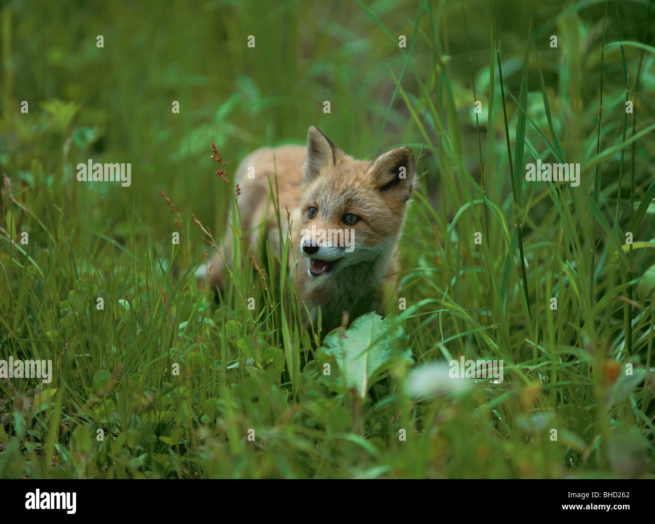 Young red fox in grass Stock Photo - Alamy