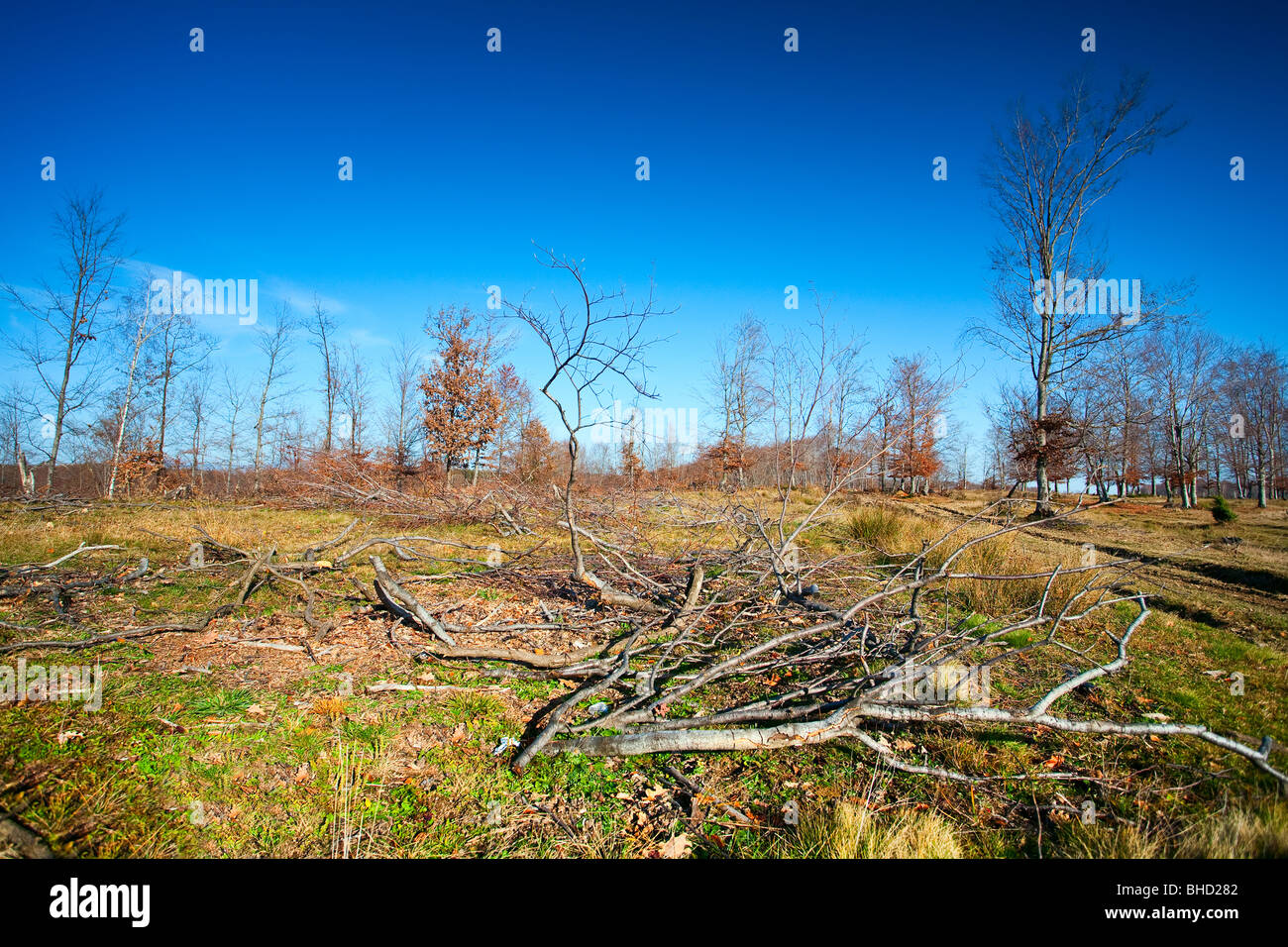 Beautiful landscape with countryside forest in an autumn day Stock ...