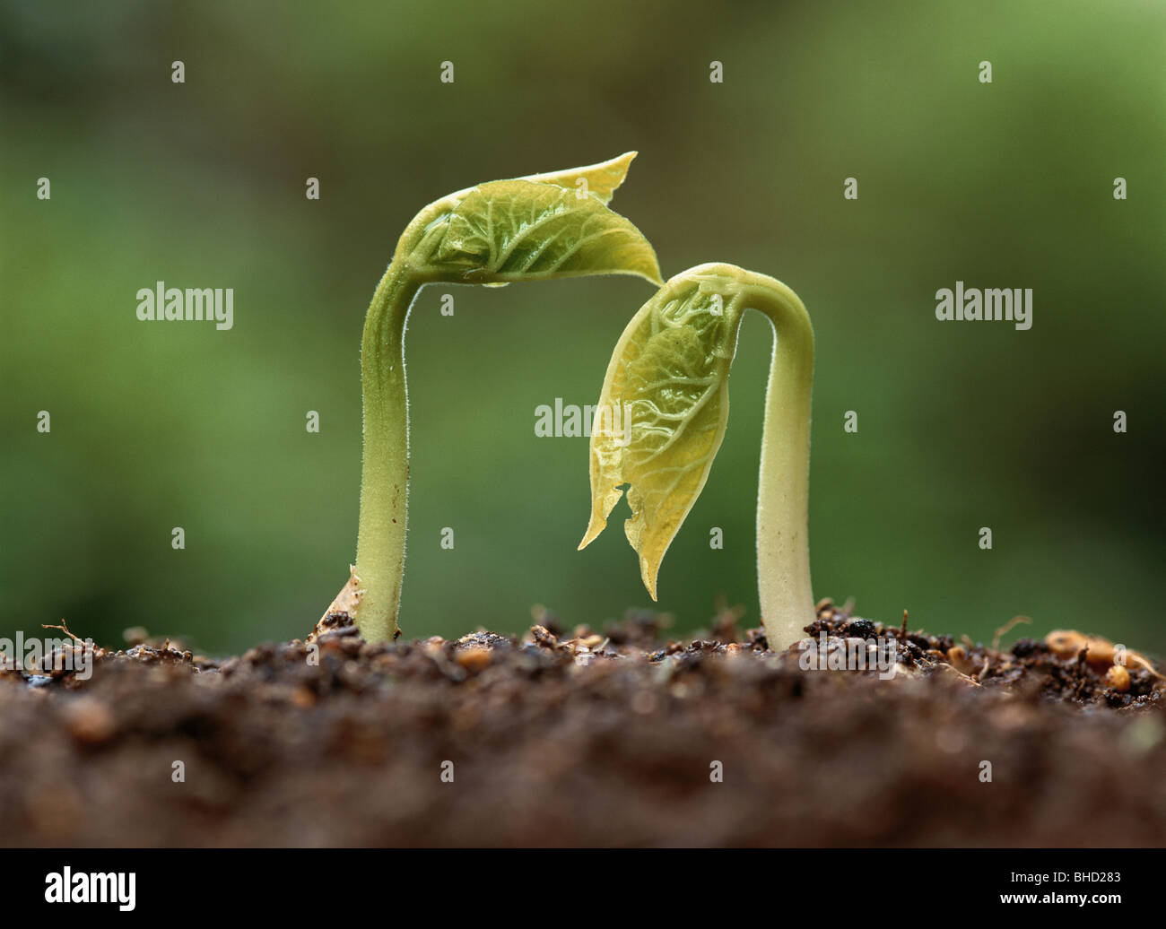 Bean sprouts growing Stock Photo - Alamy