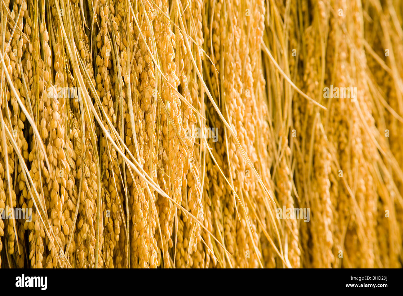 Rice hanging to dry, Otsu, Shiga Prefecture, Japan Stock Photo - Alamy