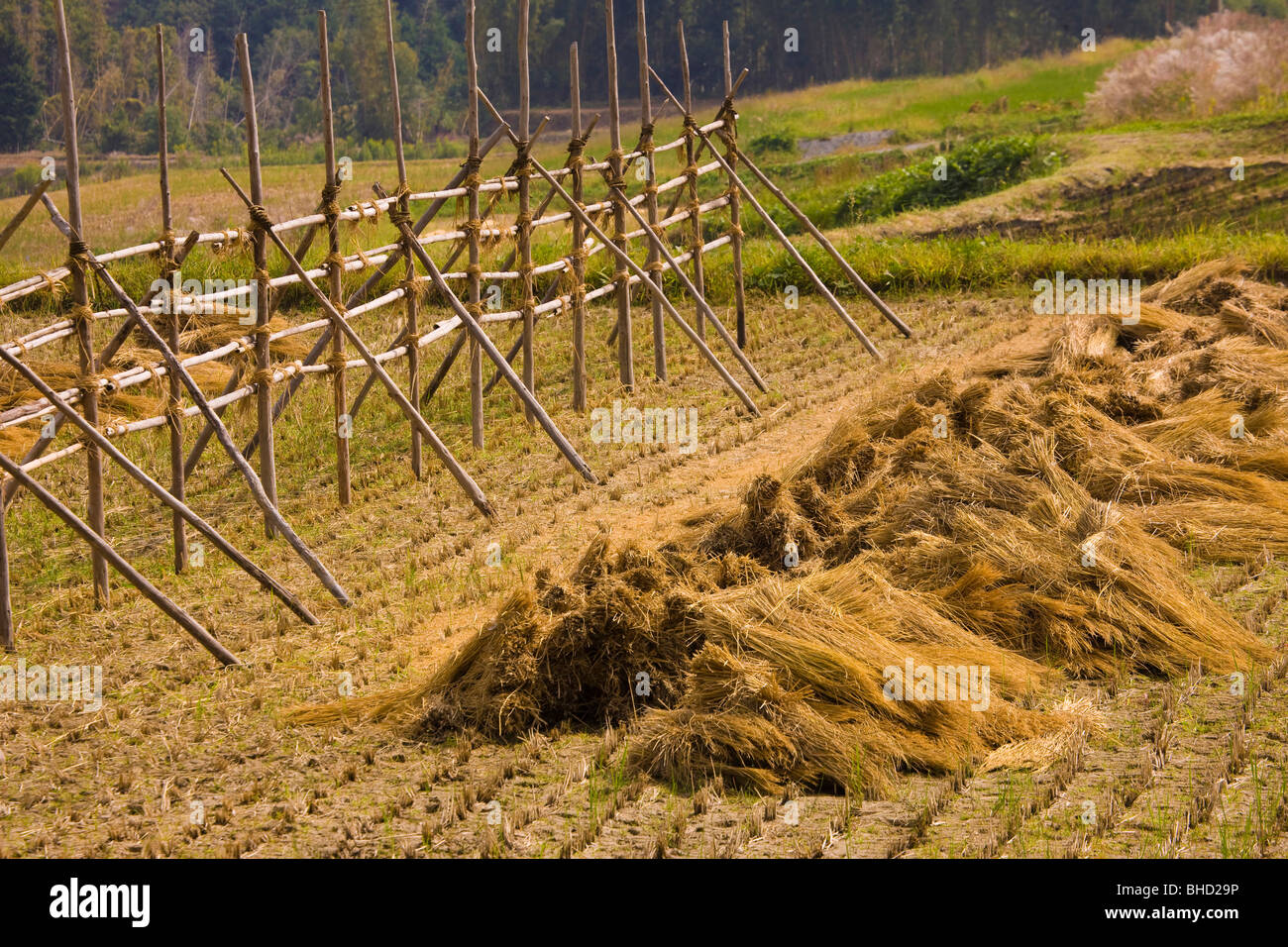 Rice field, Shiga Prefecture, Japan Stock Photo - Alamy