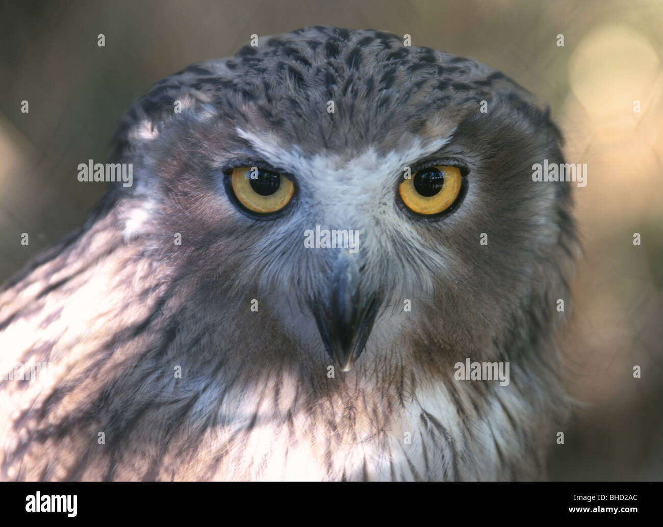Blakistons fish owl hi-res stock photography and images - Alamy