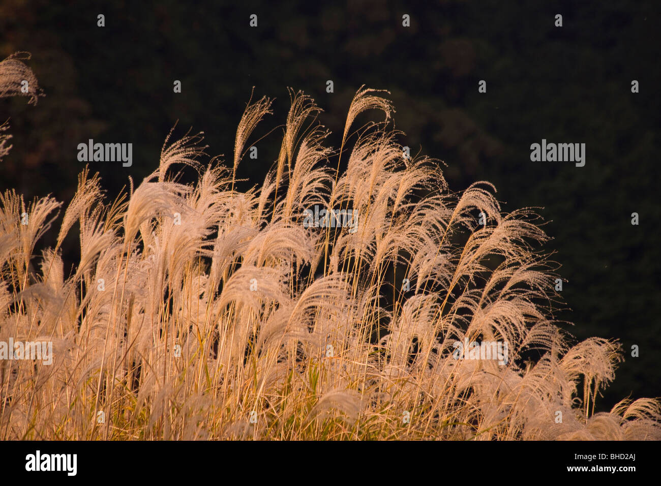 Japanese pampas grass, Otsu, Shiga Prefecture, Japan Stock Photo - Alamy