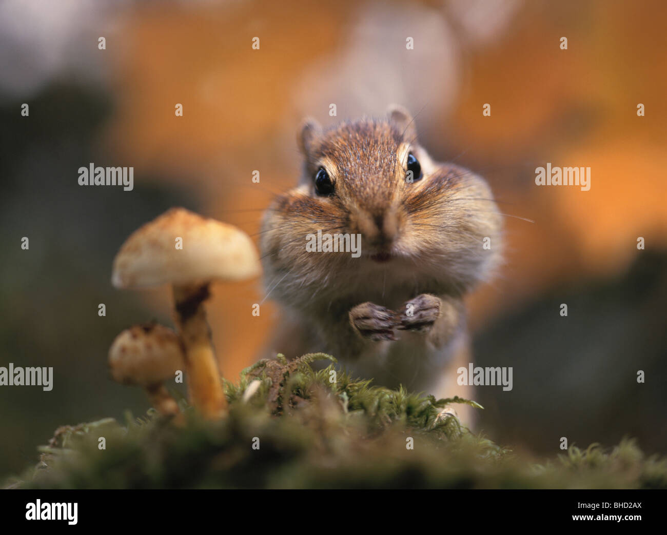 Chipmunk with swollen cheeks Stock Photo - Alamy