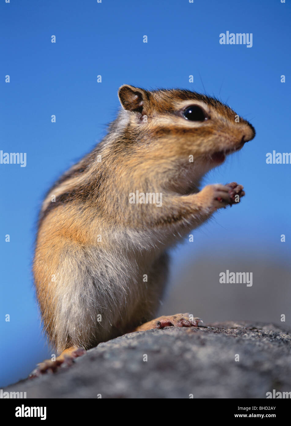 Chipmunk against blue sky Stock Photo - Alamy