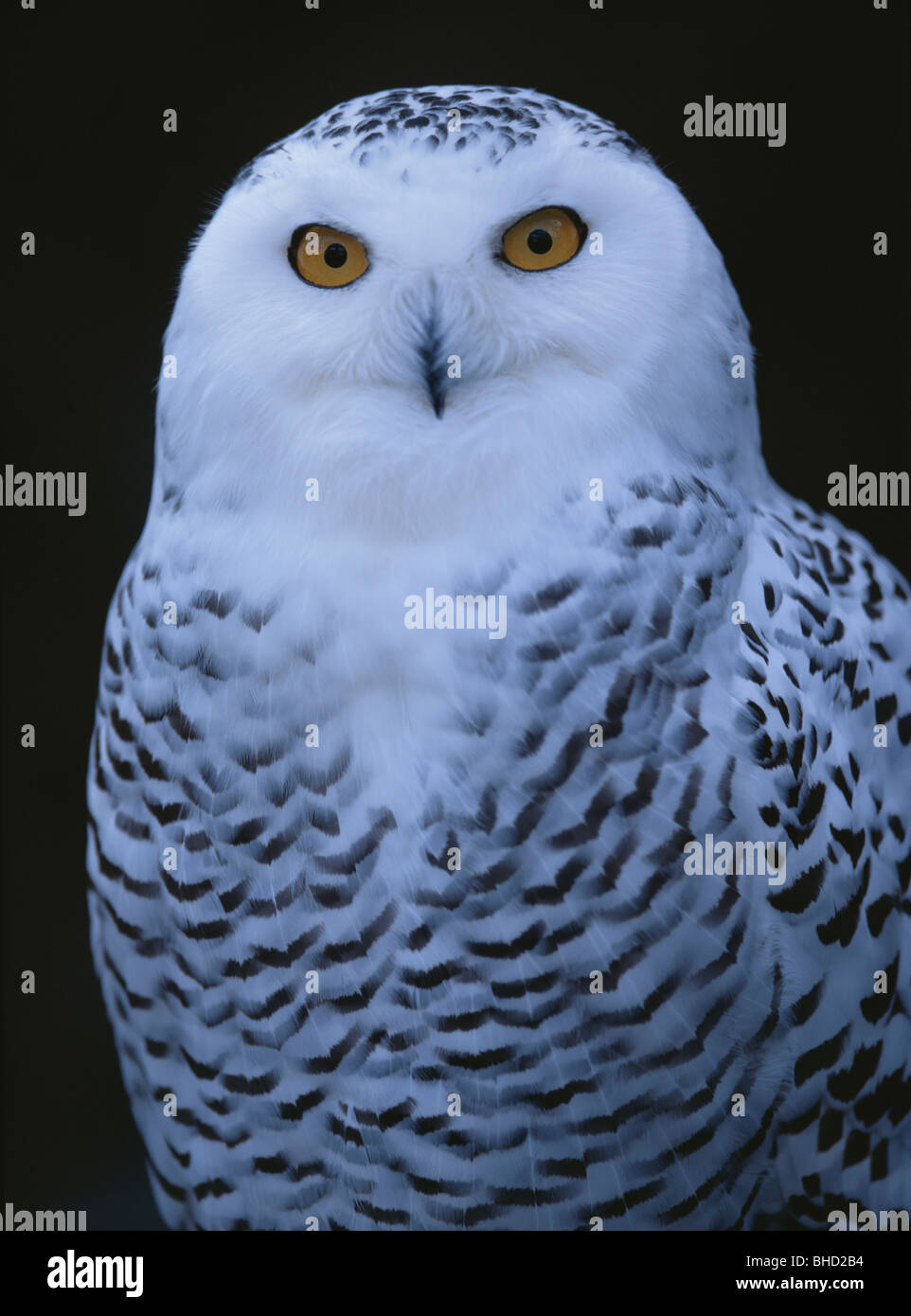 Kouen hi-res stock photography and images - Alamy