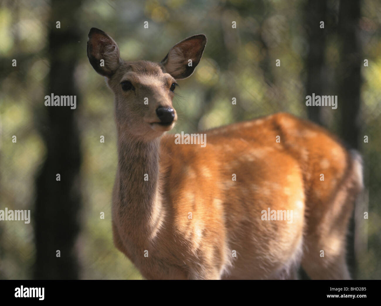 Female Hokkaido sika deer in forest Stock Photo - Alamy