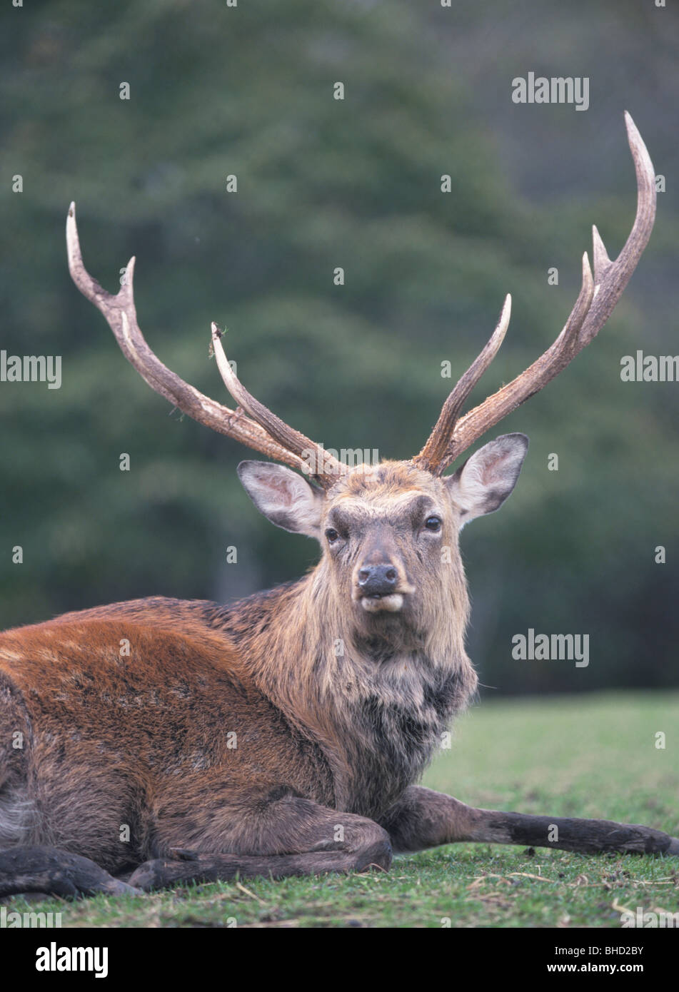 Male Hokkaido sika deer lying down in field, Shikaribetsu, Hokkaido ...