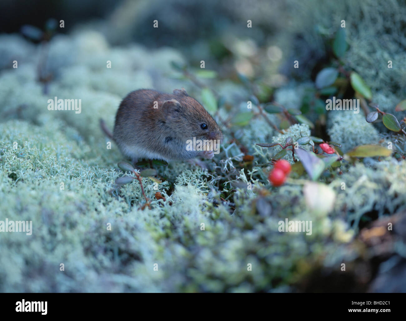 Red backed vole hi-res stock photography and images - Alamy