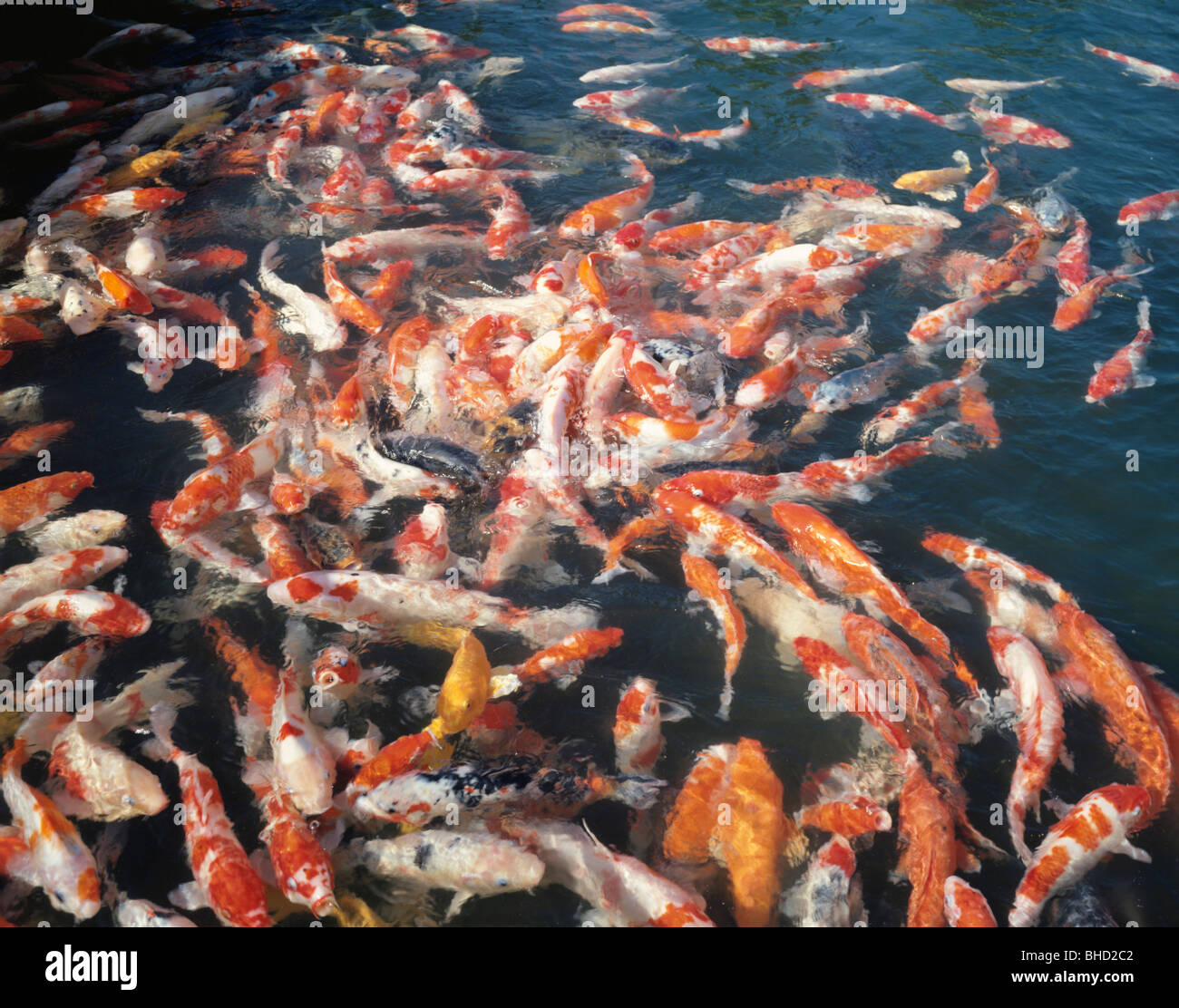 Koi carp swimming Stock Photo - Alamy
