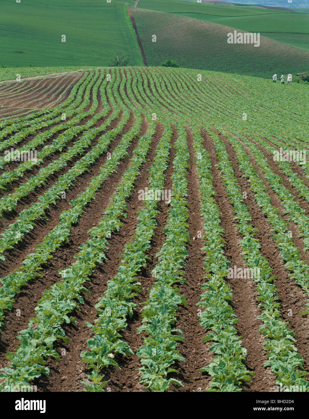 Crops growing on rolling hills Stock Photo - Alamy
