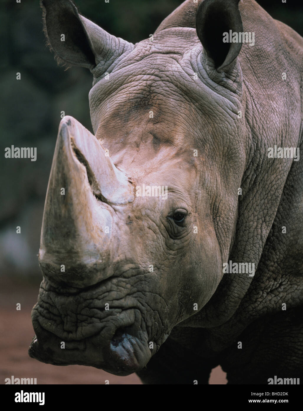 White rhinoceri hi-res stock photography and images - Alamy