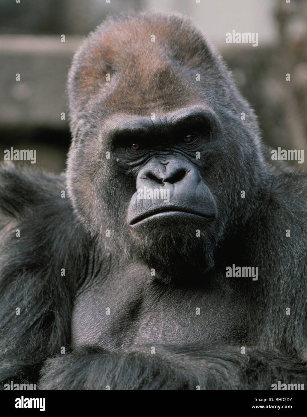 Close-up of gorilla Stock Photo - Alamy