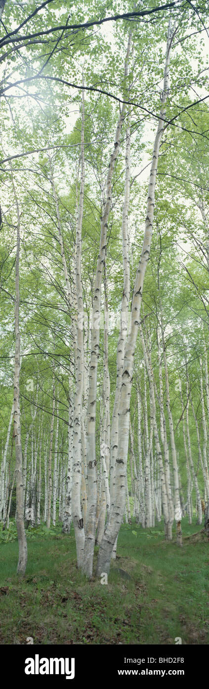 Silver grove hi-res stock photography and images - Alamy