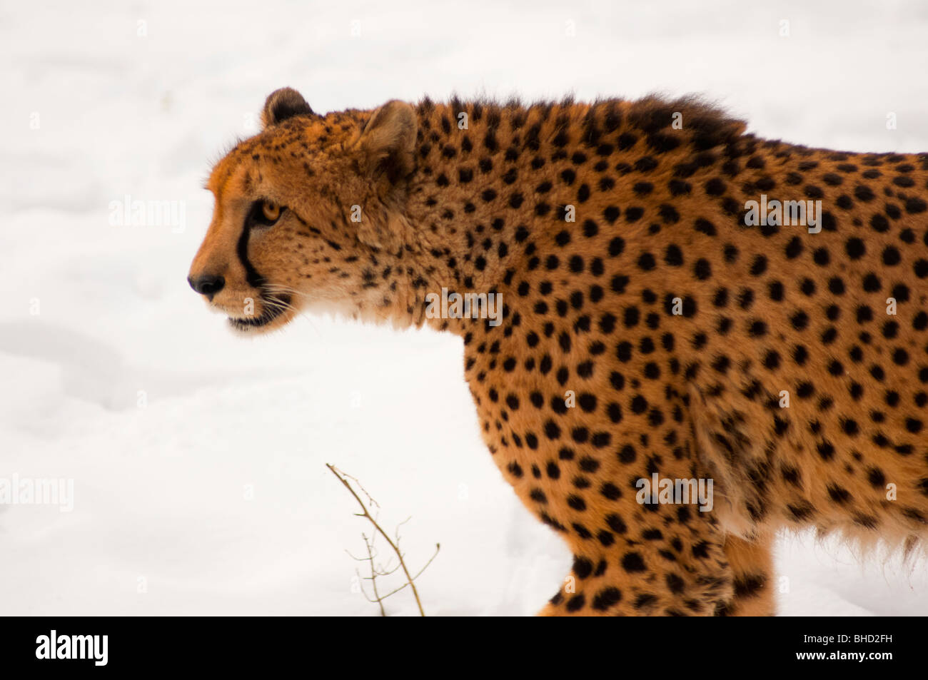 Cheetah side profile hi-res stock photography and images - Alamy