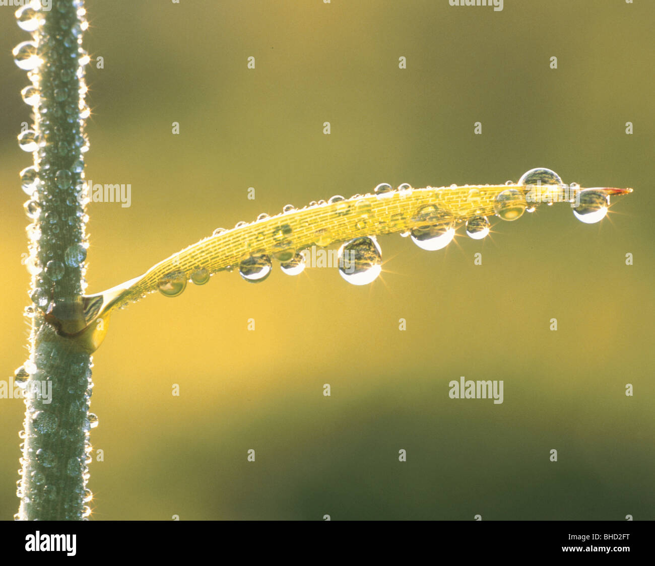 Stem and leave covered in dew Stock Photo - Alamy