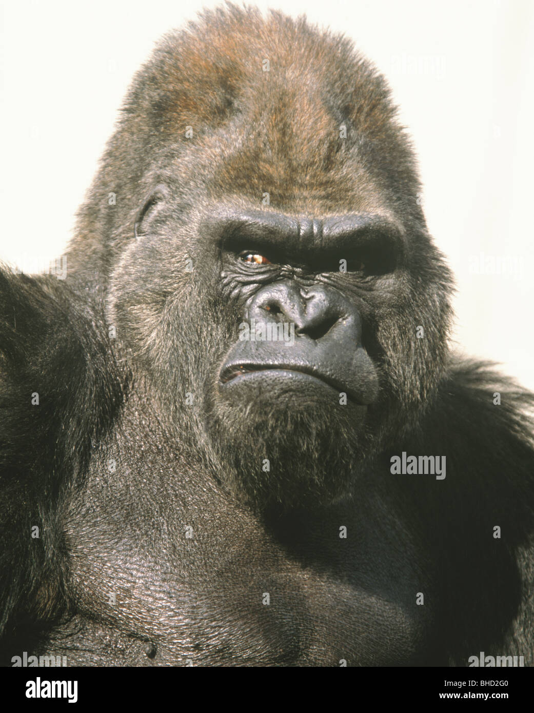 Close-up of gorilla Stock Photo - Alamy