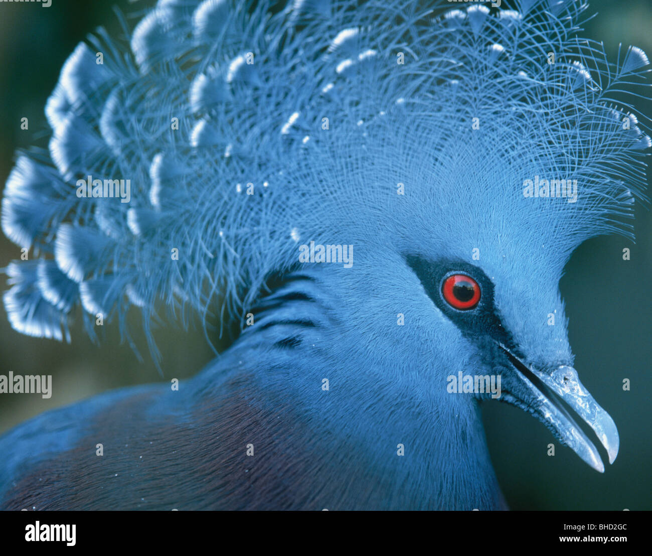 Victoria Crowned Pigeon. Yokohama, Kanagawa Prefecture, Japan Stock ...