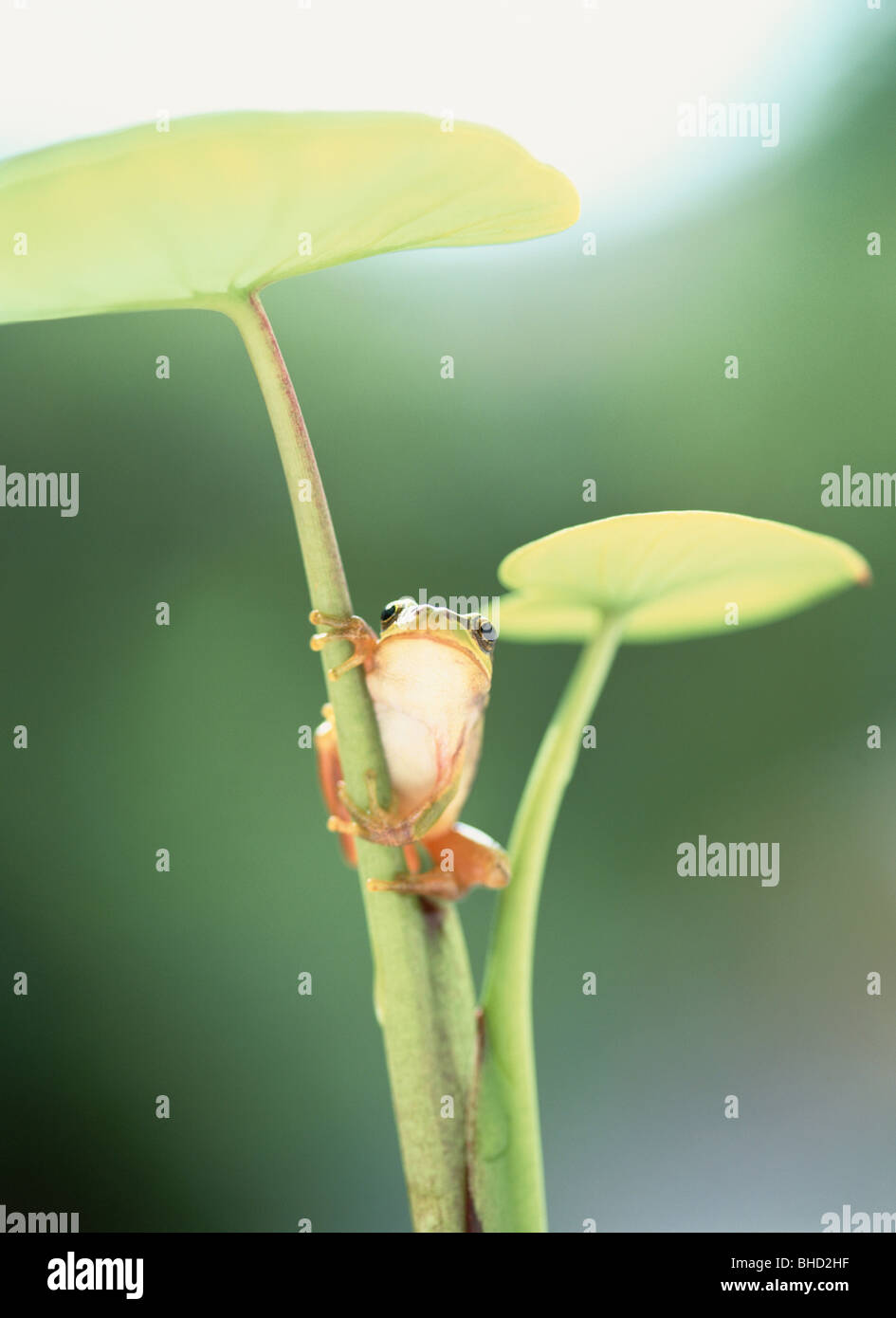 Frog climbing stem Stock Photo - Alamy
