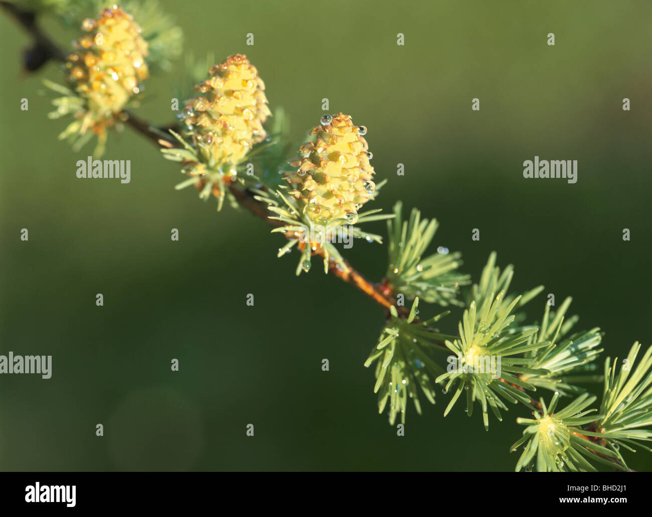 Budding flowers of larch tree Stock Photo - Alamy