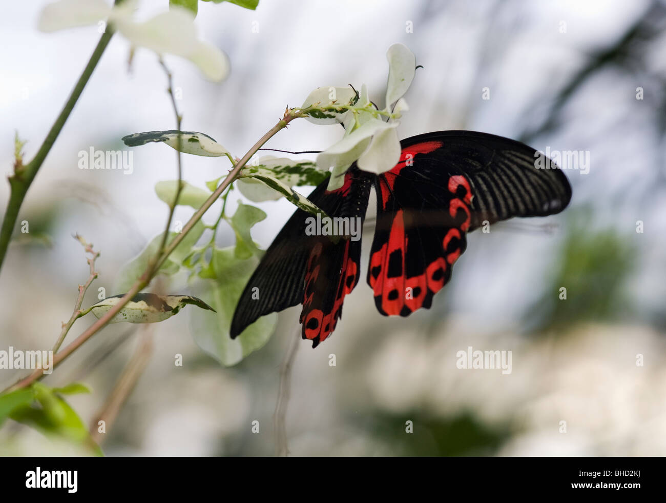 Scarlet swallowtail butterfly papilio rumanzovia hi-res stock ...