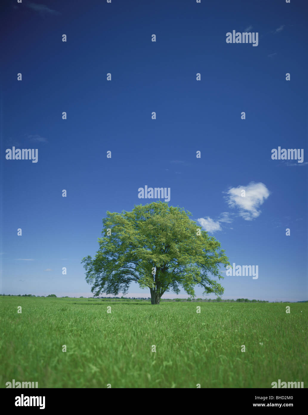 Large tree in field, Hokkaido, Japan Stock Photo - Alamy