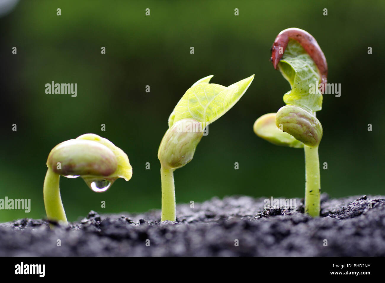 Adzuki bean sprouts Stock Photo - Alamy