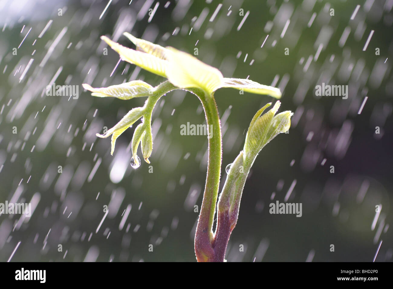 Rain falling on sprouting plant Stock Photo - Alamy