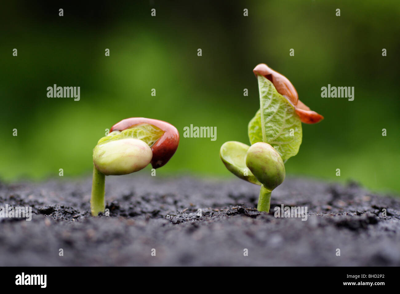 Adzuki bean sprouts Stock Photo - Alamy