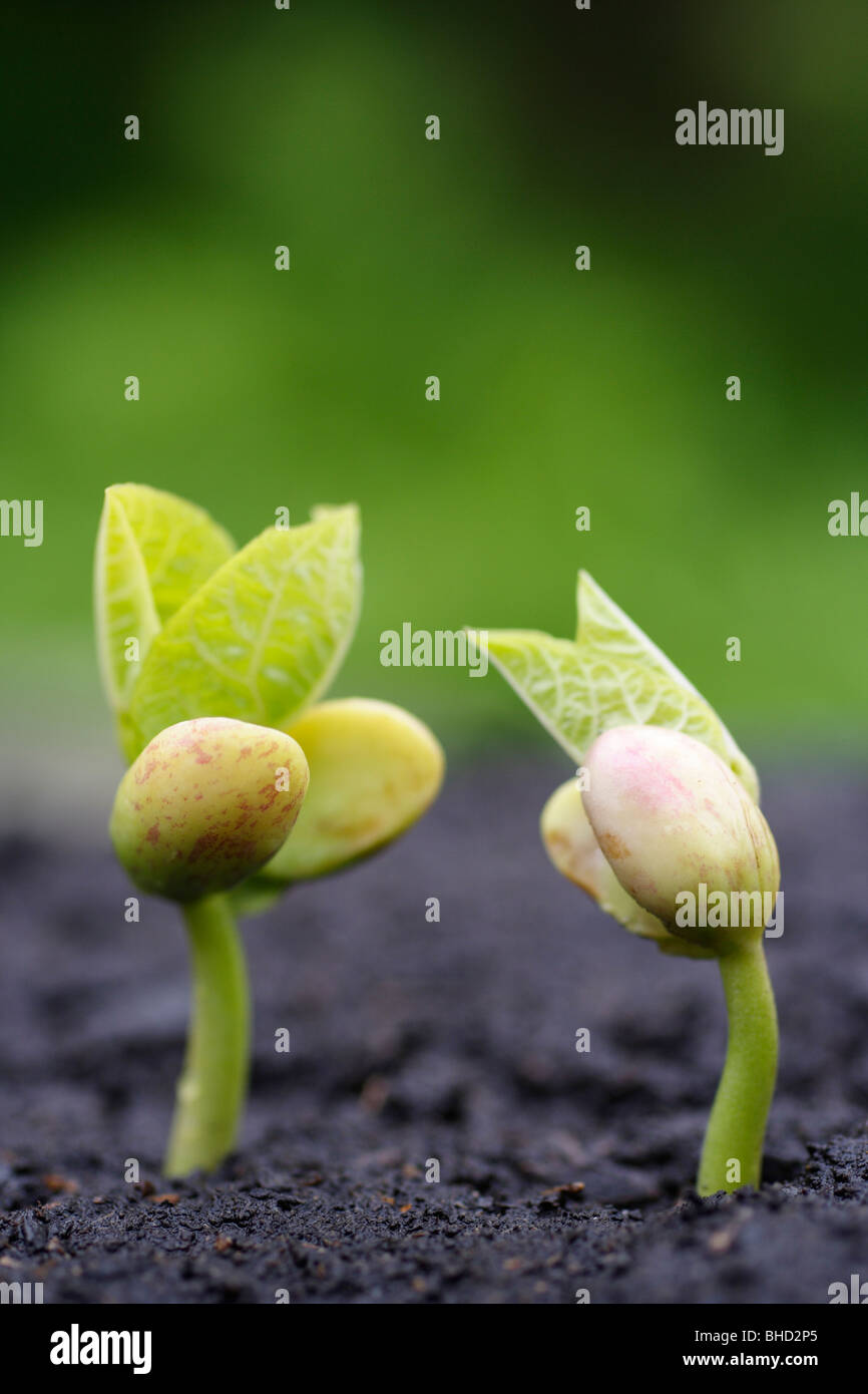 Adzuki bean sprouts hi-res stock photography and images - Alamy