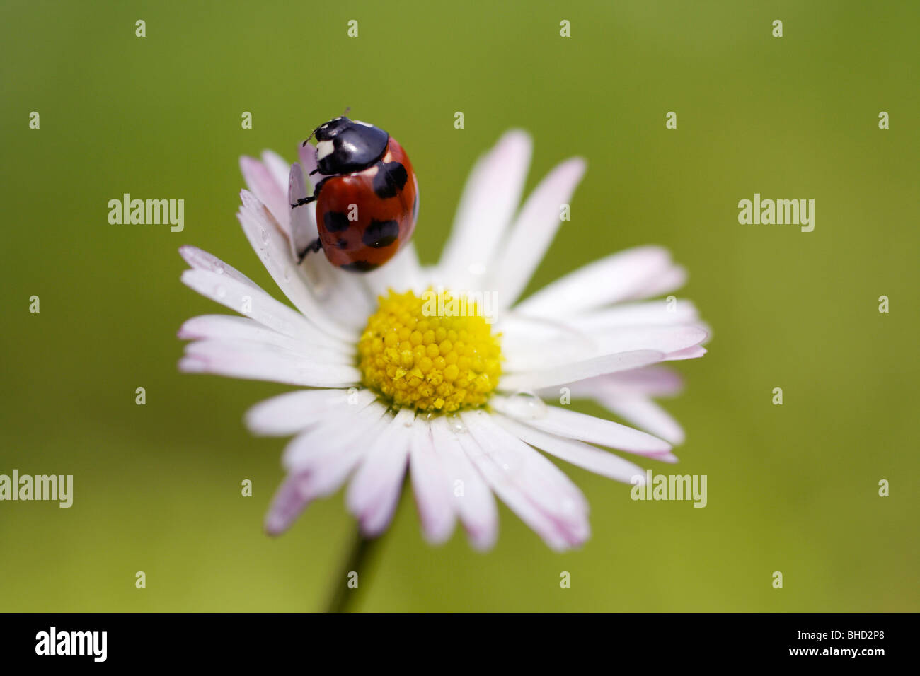 Ladybug on daisy Stock Photo - Alamy