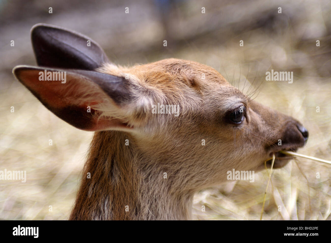 Deer eating hay hi-res stock photography and images - Alamy