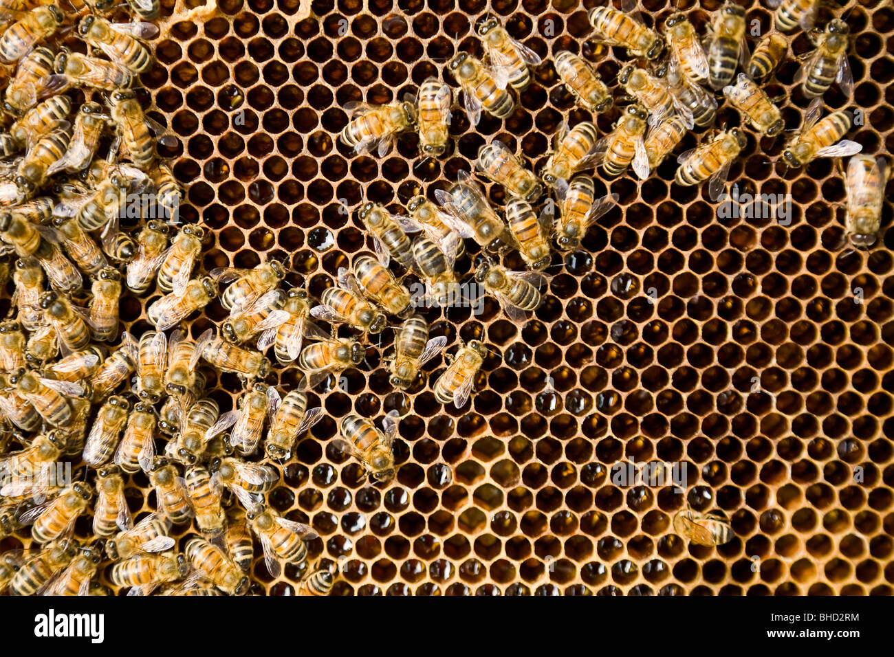 Bees work together hi-res stock photography and images - Alamy