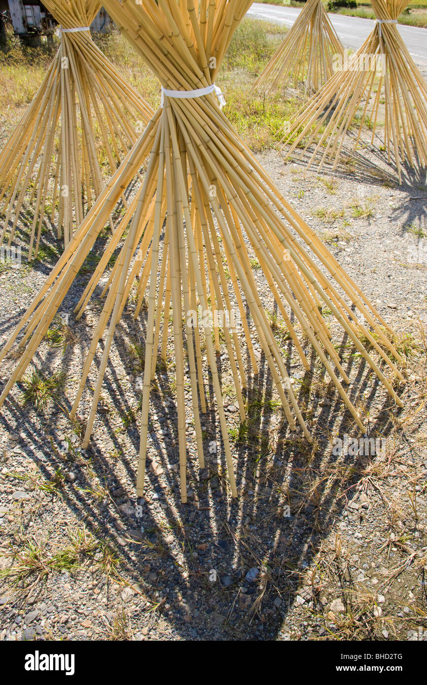 Bundles of bamboo drying, Omihachiman, Shiga Prefecture, Japan Stock ...