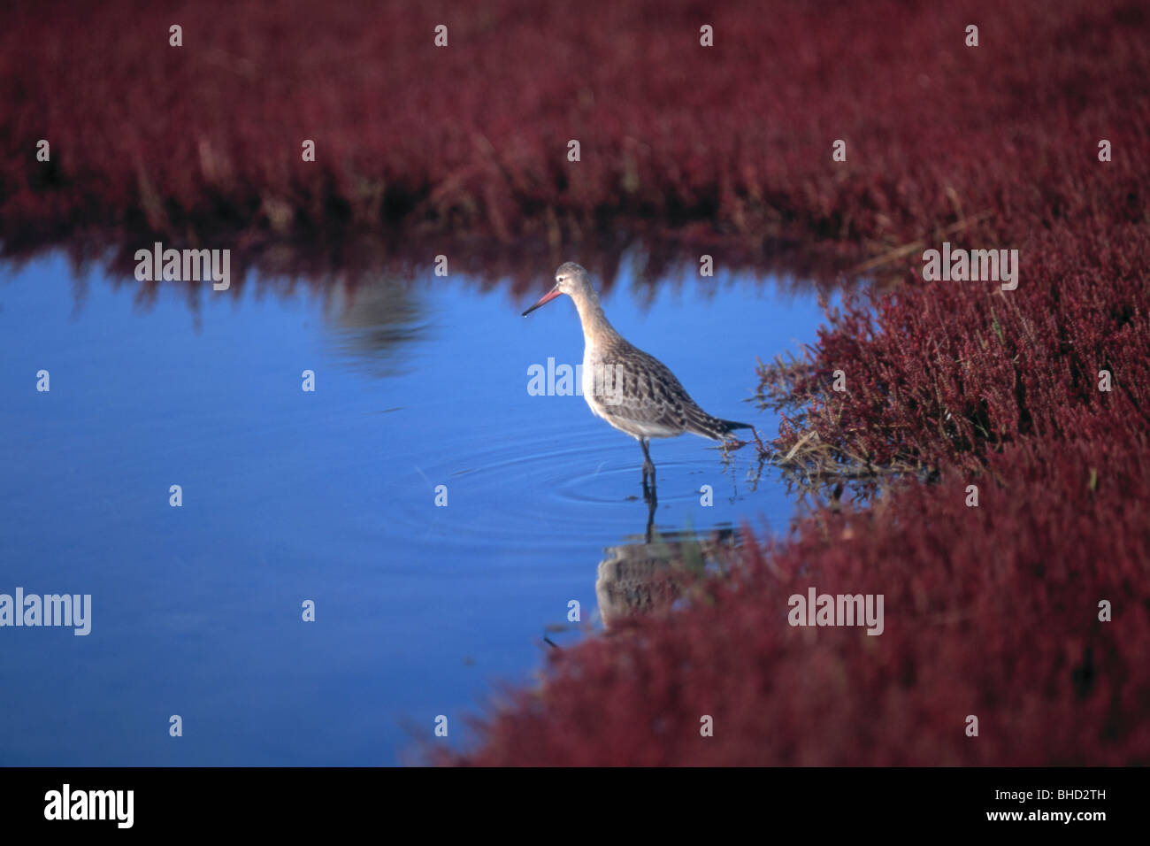Wading bird in Lake Notoro, Abashiri, Hokkaido, Japan Stock Photo - Alamy
