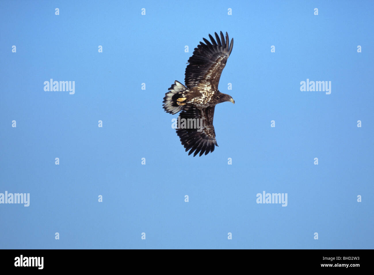 White-tailed sea eagle flying in clear blue sky Stock Photo - Alamy
