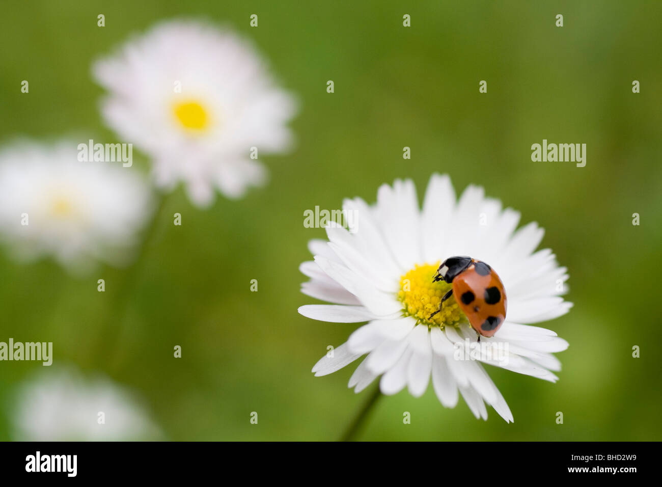 Ladybug on daisy Stock Photo - Alamy