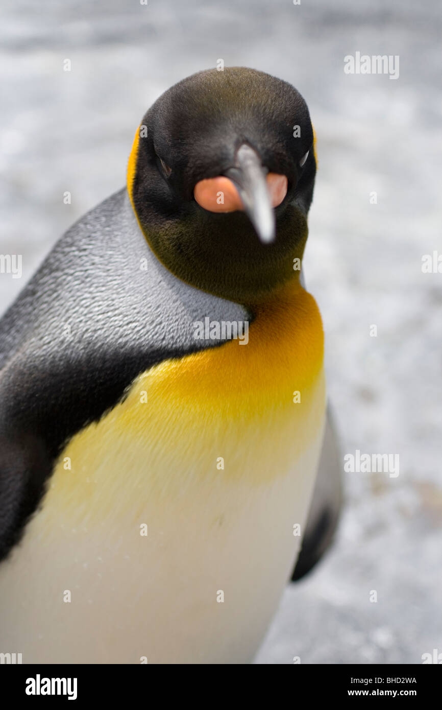 King penguin. Asahiyama Zoo, Hokkaido Prefecture, Japan Stock Photo - Alamy